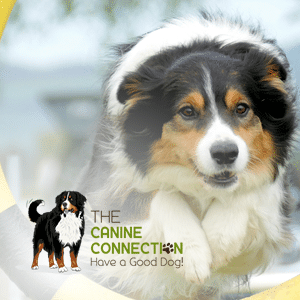 About Us - The Canine Connection